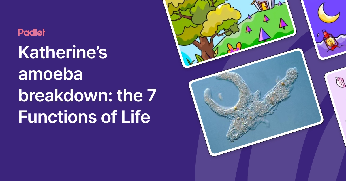 Katherine’s amoeba breakdown: the 7 Functions of Life