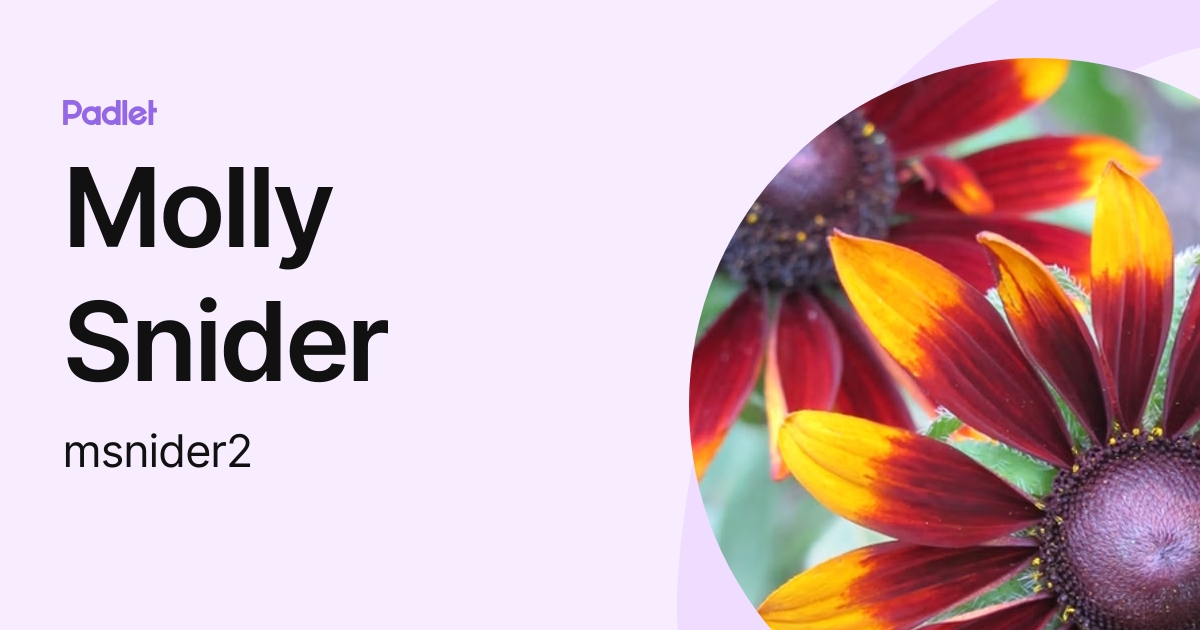 Molly Snider (msnider2) profile | Padlet