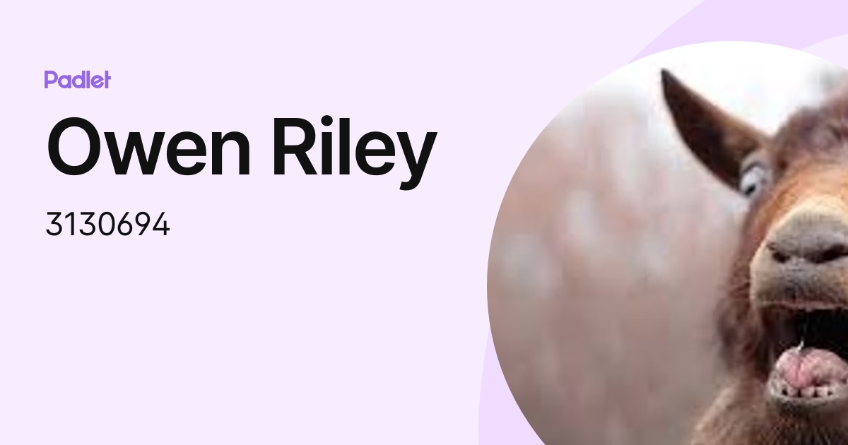 Owen Riley (3130694) profile | Padlet