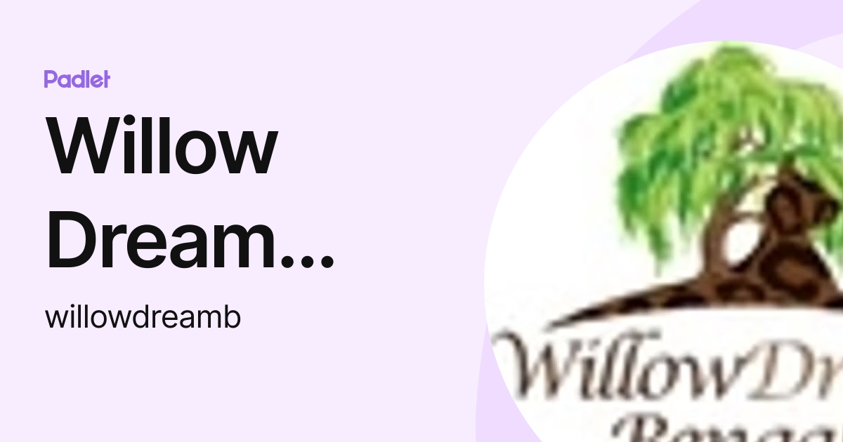 Willow Dream Bengals (willowdreamb) profile | Padlet