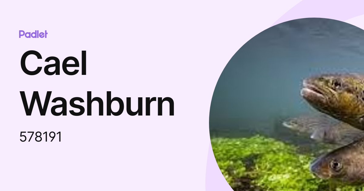 Cael Washburn (578191) profile | Padlet