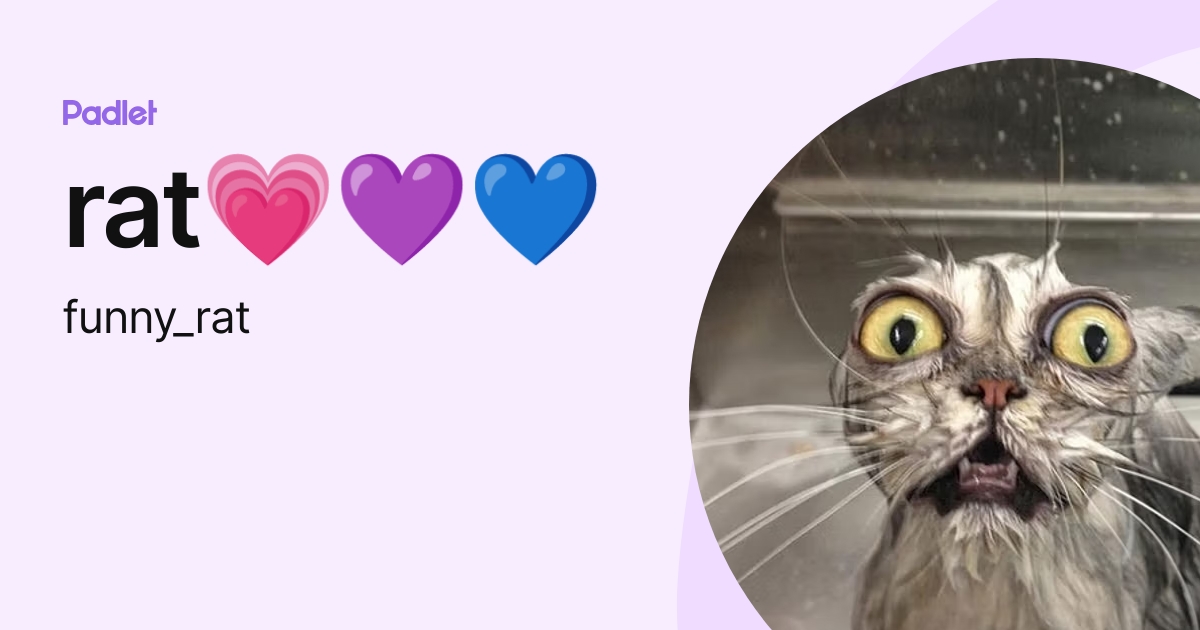rat💗💜💙 (funny_rat) profile | Padlet