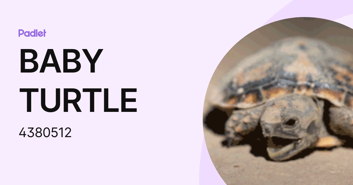 BABY TURTLE (4380512) profile | Padlet