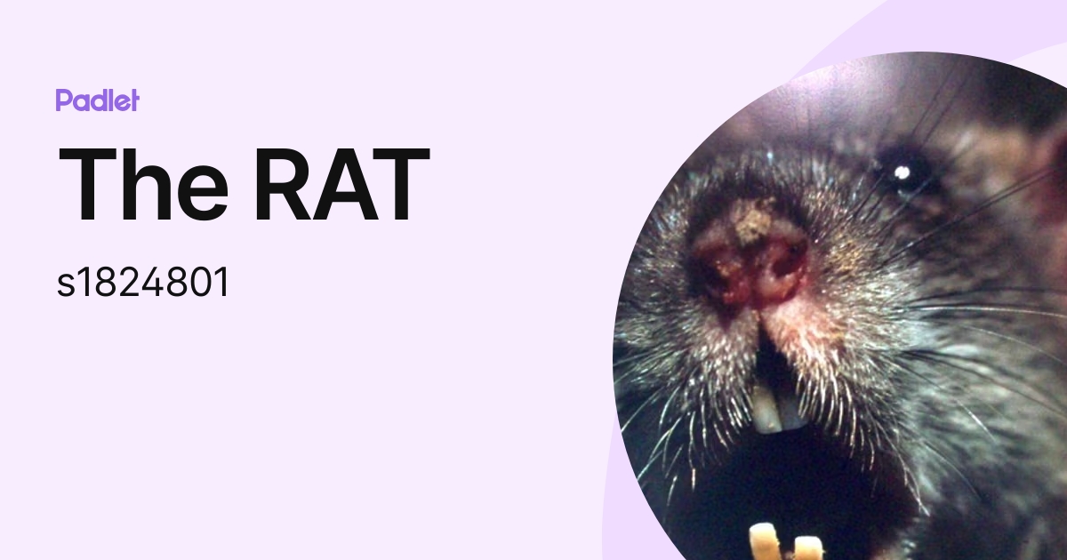 The RAT (s1824801) profile | Padlet