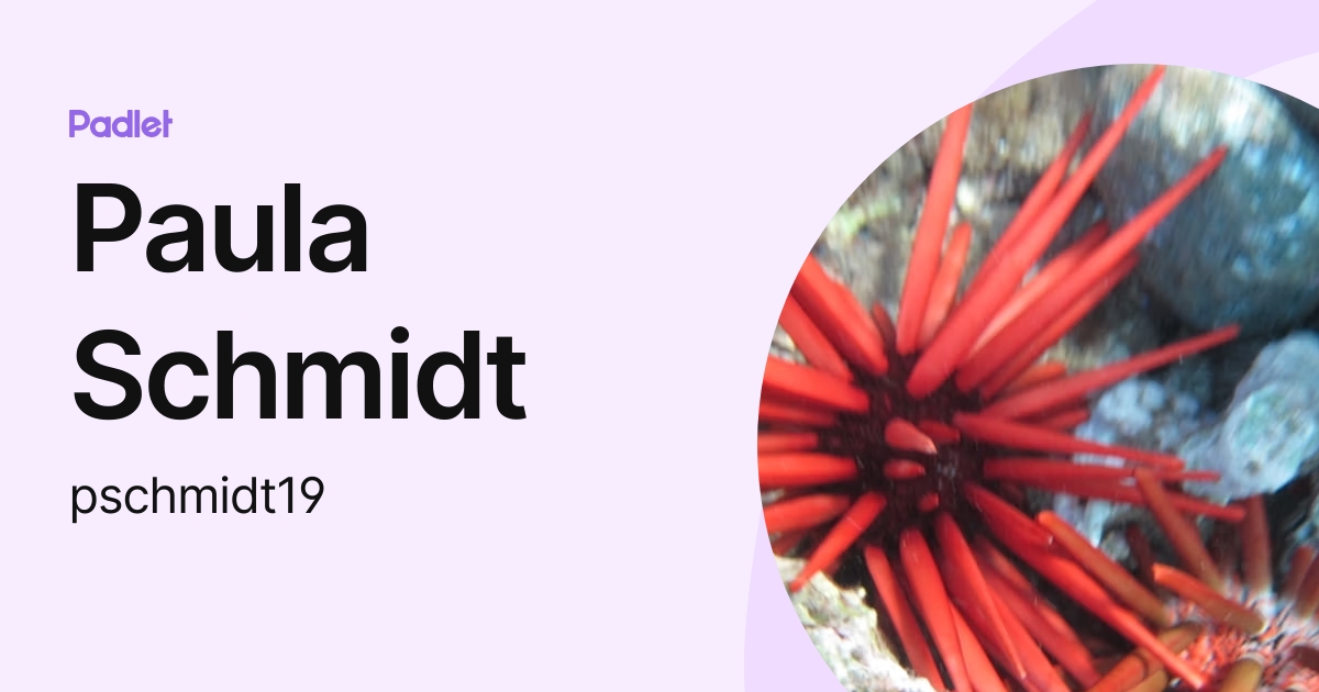 Paula Schmidt (pschmidt19) profile | Padlet