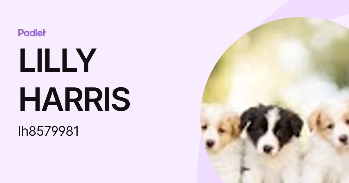 LILLY HARRIS (lh8579981) profile | Padlet