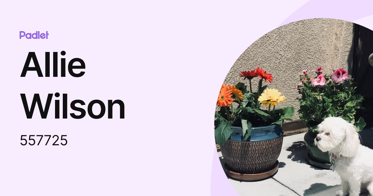 Allie Wilson (557725) profile | Padlet