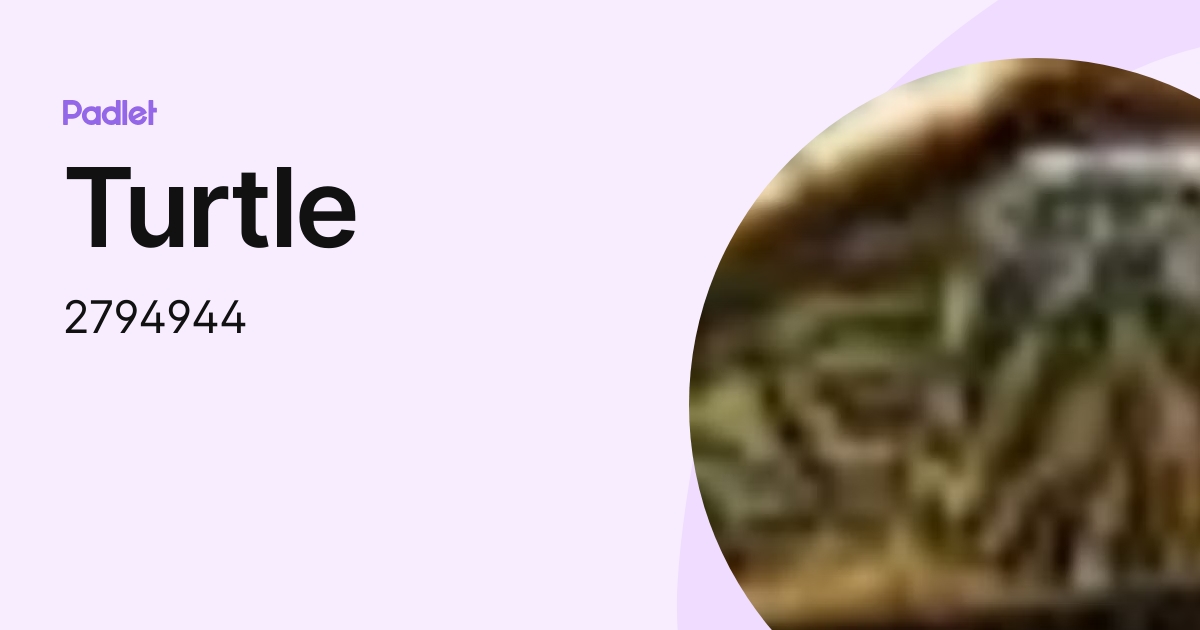 Turtle (2794944) profile | Padlet